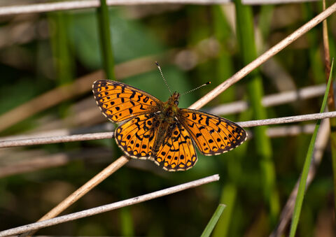 Small pearl-bordered fritillary | Tees Valley Wildlife Trust