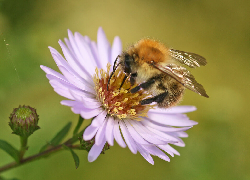 How to identify bumblebees | Tees Valley Wildlife Trust