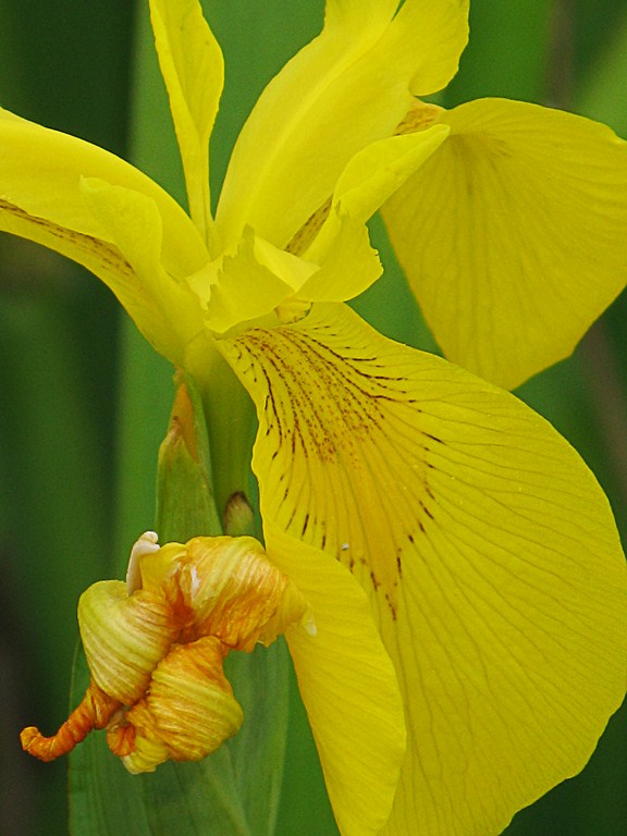 Coatham Marsh SSSI - Tees Valley Wildlife Trust