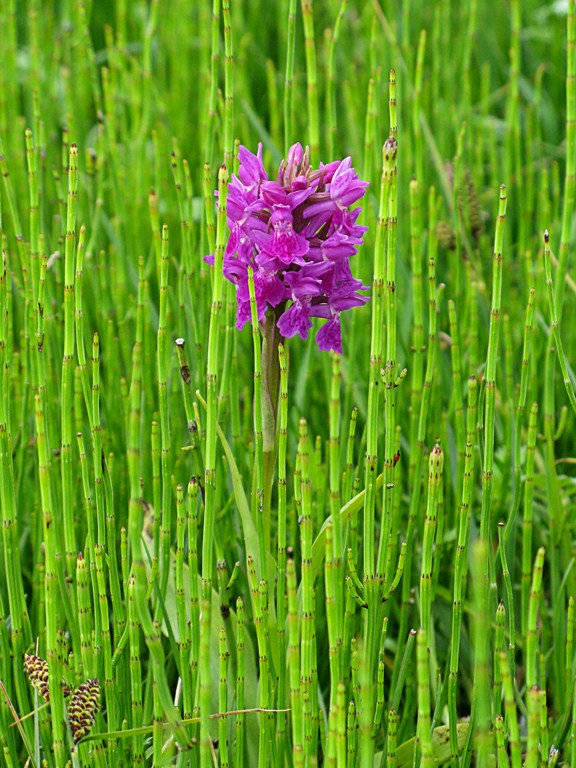 Coatham Marsh SSSI - Tees Valley Wildlife Trust
