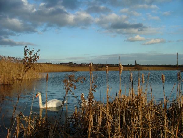 Coatham Marsh SSSI - Tees Valley Wildlife Trust