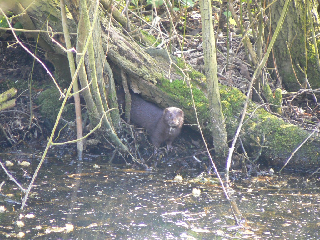 American Mink - Tees Valley Wildlife Trust