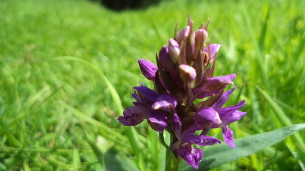 Coatham Marsh Wildflower Walk - Tees Valley Wildlife Trust