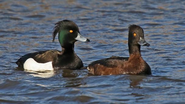 Birds of Coatham Marsh and South Gare - Tees Valley Wildlife Trust
