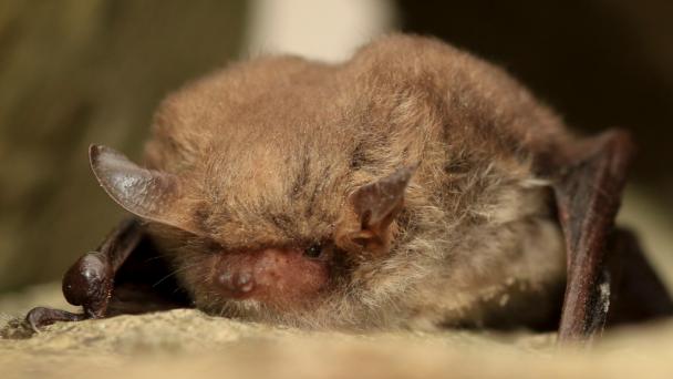 Bat walk and talk - Tees Valley Wildlife Trust