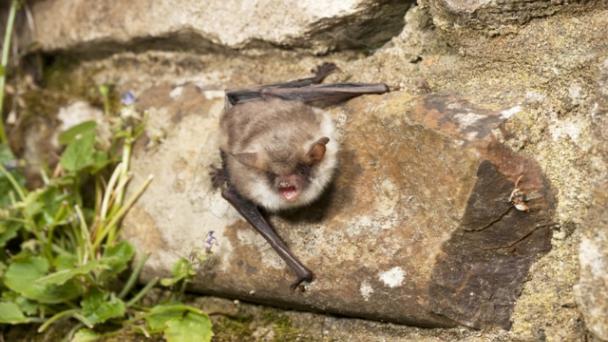 Bat talk and walk - Tees Valley Wildlife Trust