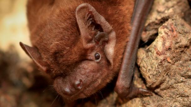 Bat talk and walk - Tees Valley Wildlife Trust