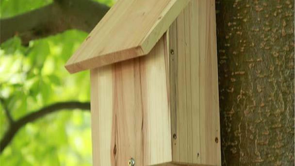Build your own bat box - Tees Valley Wildlife Trust