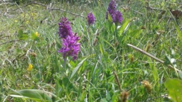 Become a Meadow Maker! - Tees Valley Wildlife Trust