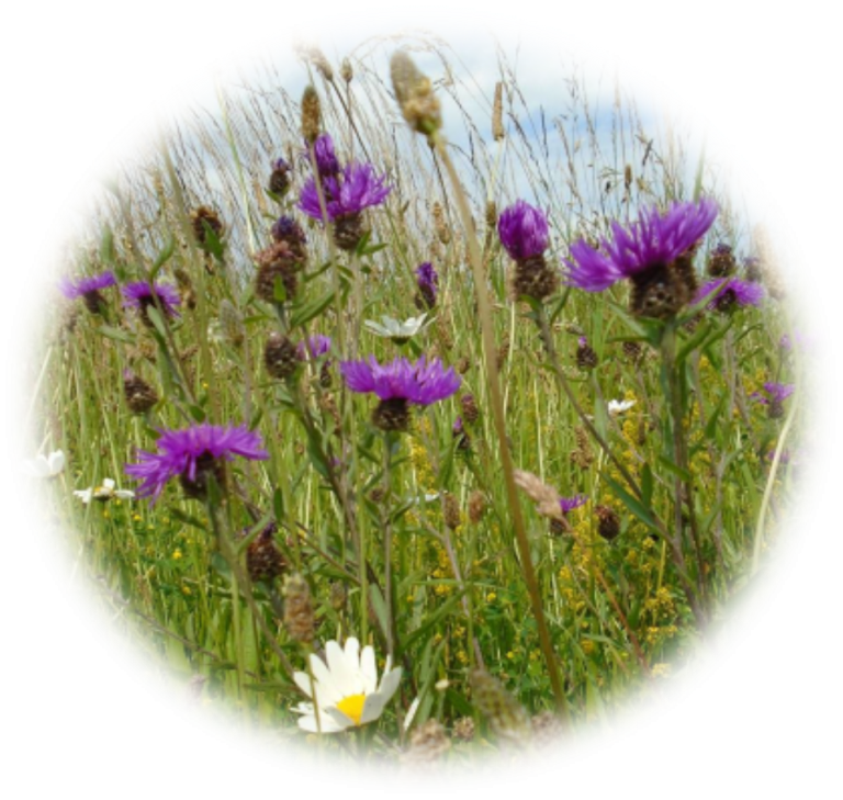 Middlesbrough Meadow Ramble along Blue Bell Beck - Tees Valley Wildlife ...