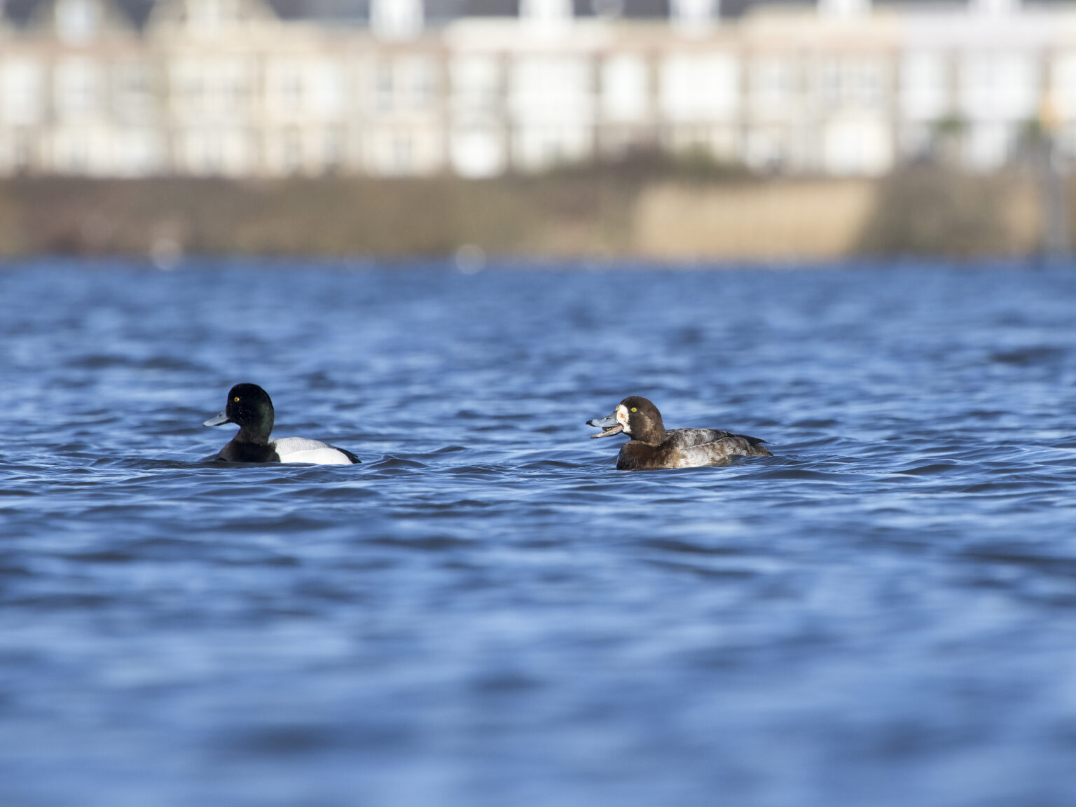 How to identify diving ducks - Tees Valley Wildlife Trust