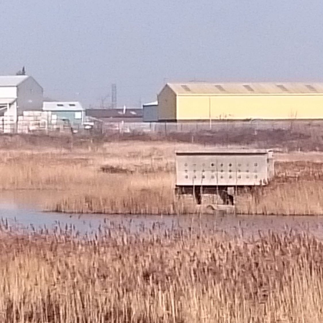 Coatham Marsh SSSI - Tees Valley Wildlife Trust