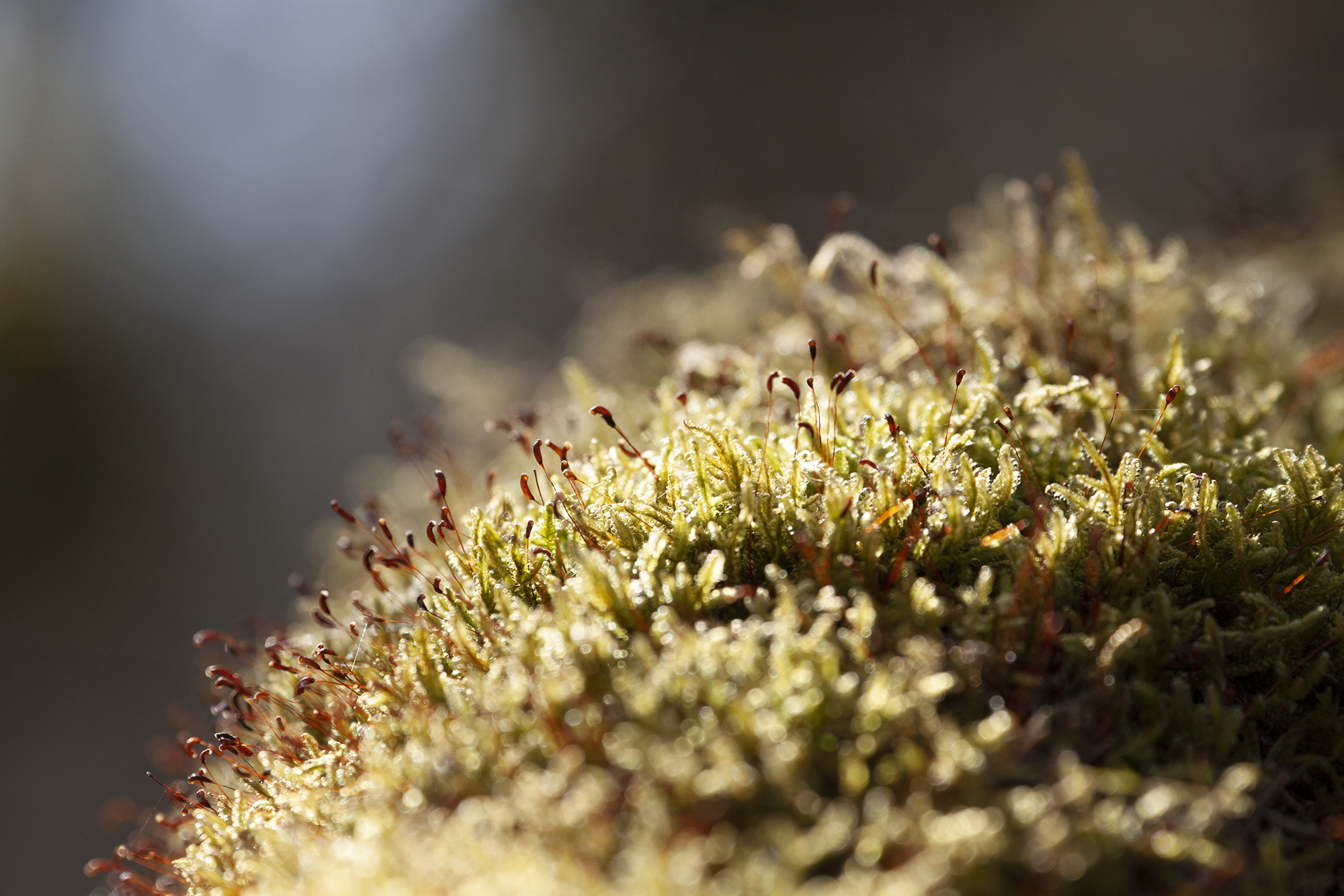 Saltburn Gill SSSI - Tees Valley Wildlife Trust