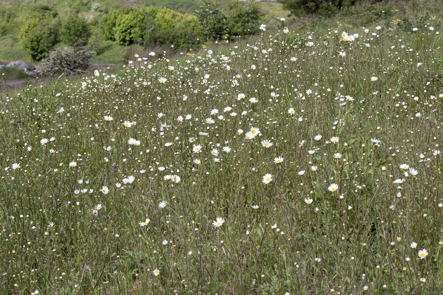 Coatham Marsh SSSI - Tees Valley Wildlife Trust