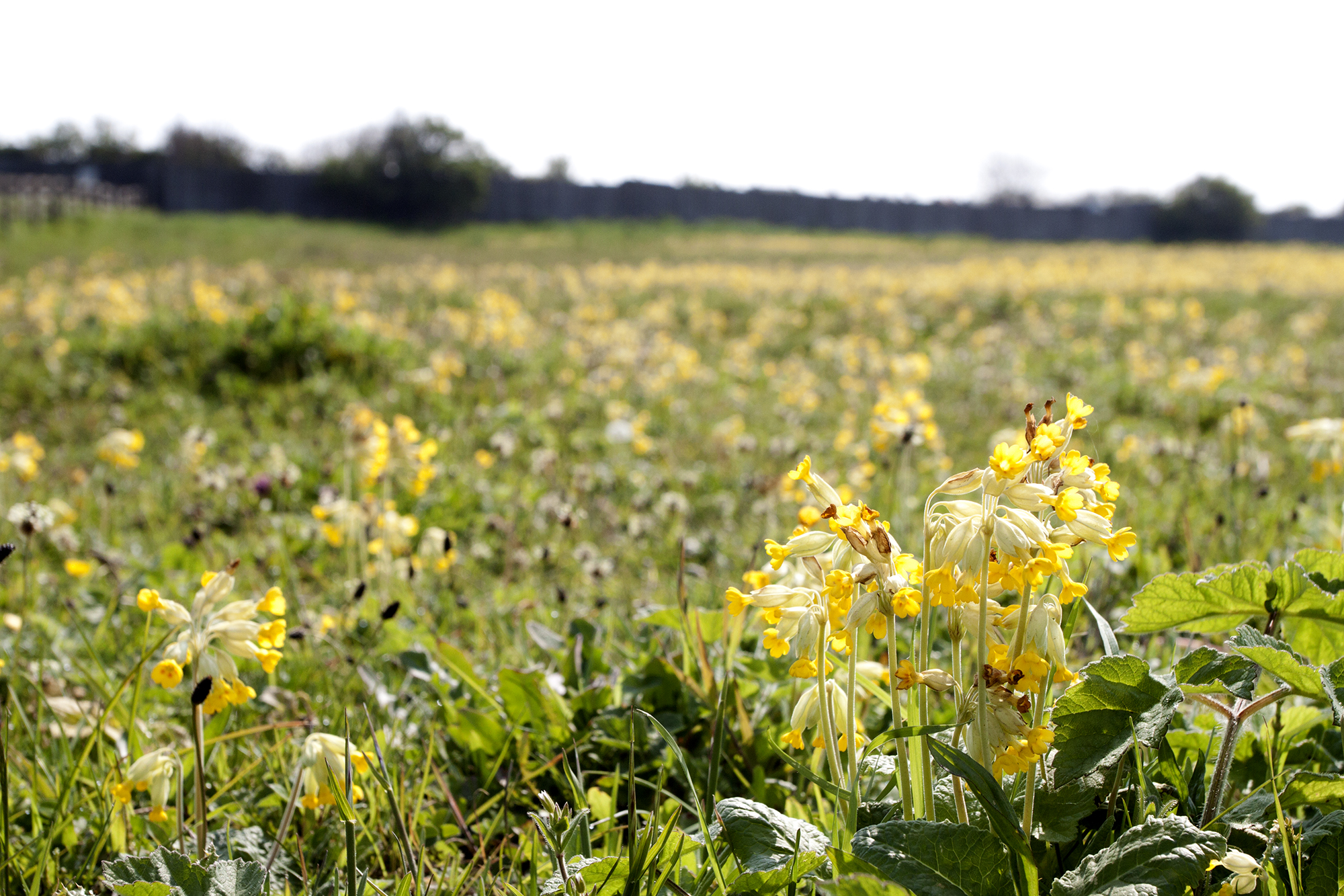 Coatham Marsh SSSI - Tees Valley Wildlife Trust