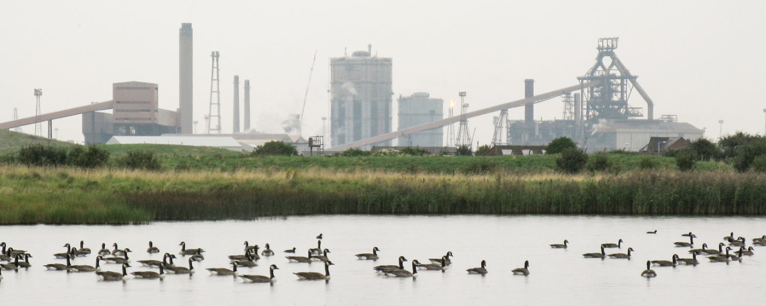 Coatham Marsh SSSI - Tees Valley Wildlife Trust