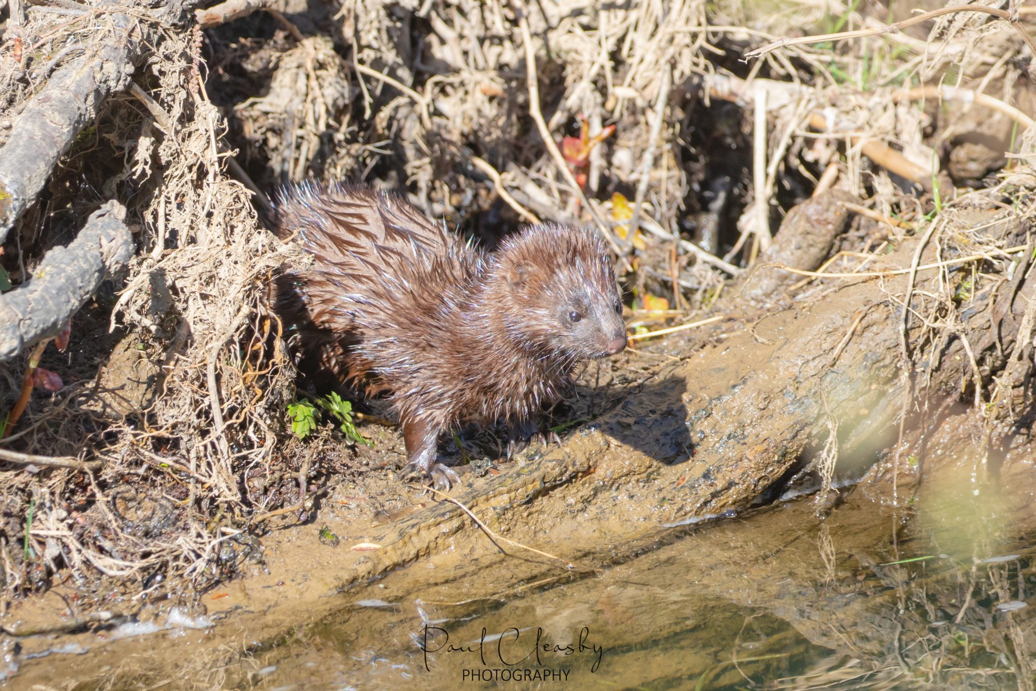 Invasive species week: Introducing the American mink - Tees Valley ...