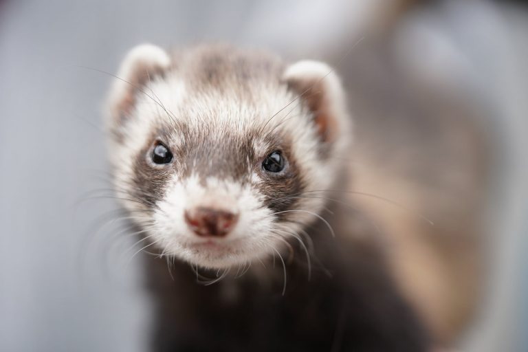 Polecats, Ferrets and the American Mink - Tees Valley Wildlife Trust