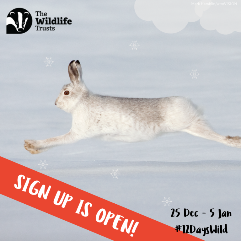 Twelve Birds of Christmas - Tees Valley Wildlife Trust