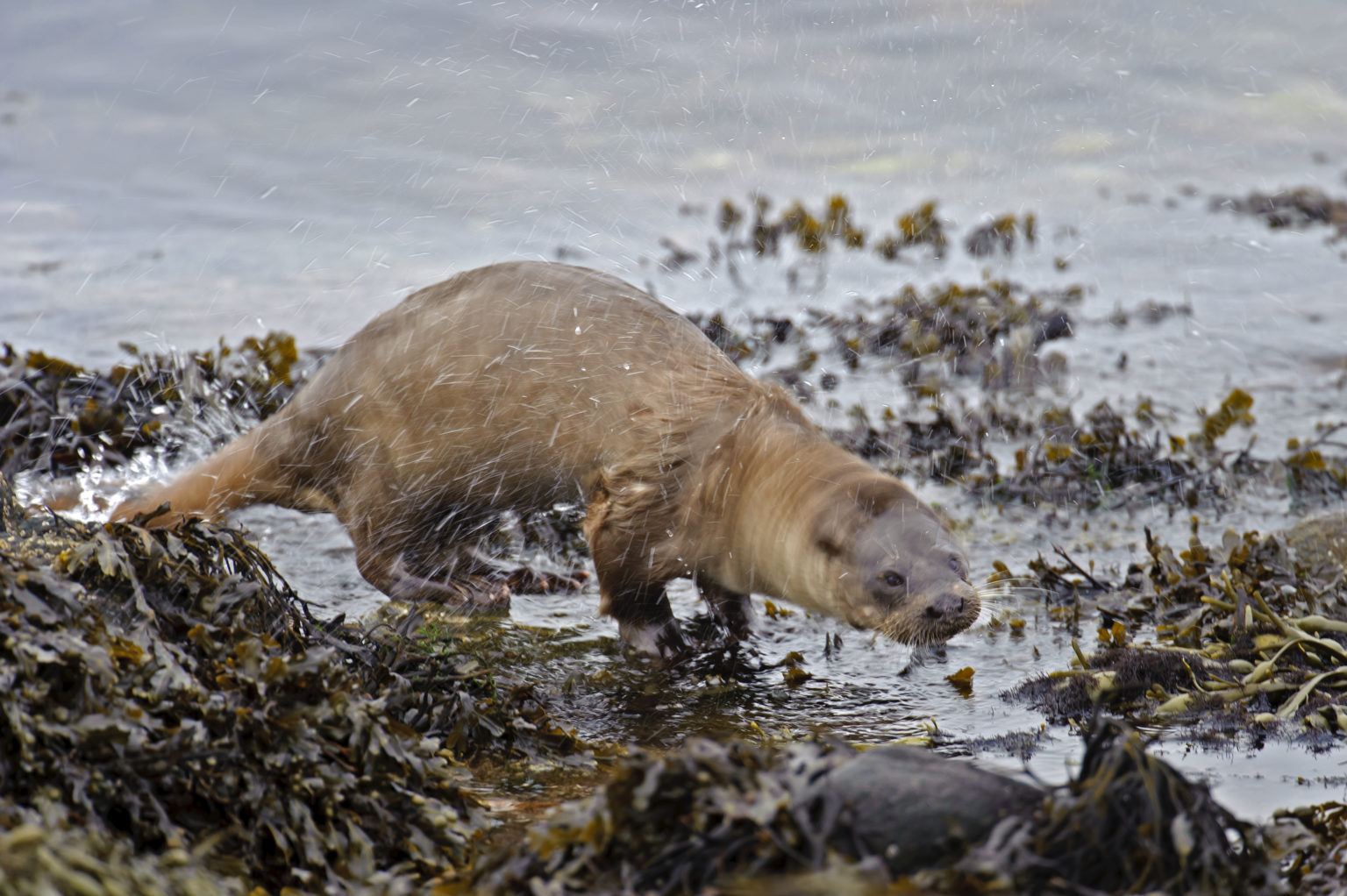 Government’s new Environment Act targets defy public opinion on ...