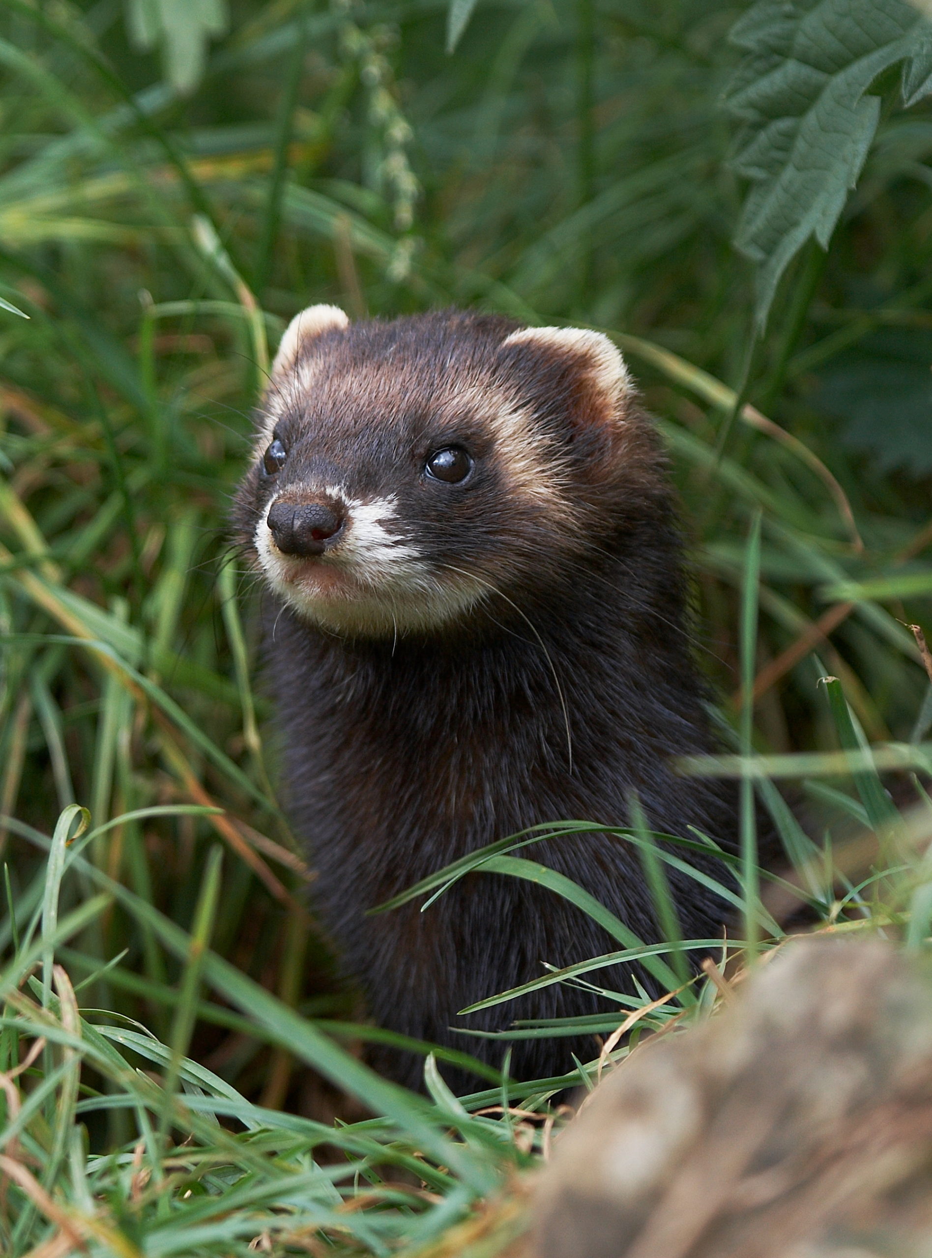 Marvellous mustelids - Tees Valley Wildlife Trust