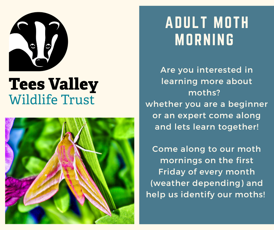Adult Moth Morning - Tees Valley Wildlife Trust