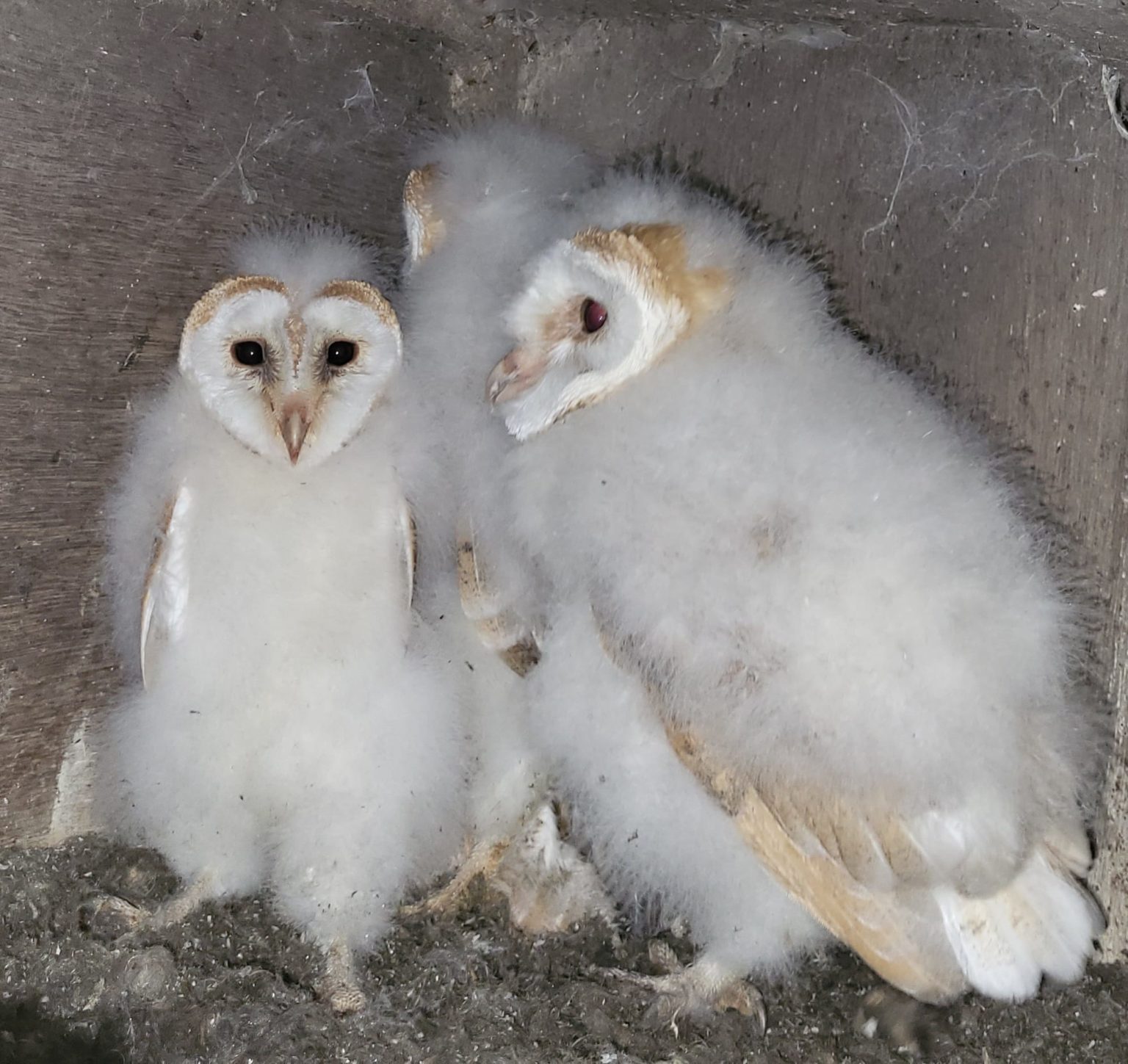 Nest boxes making a real difference for barn owls - Tees Valley ...