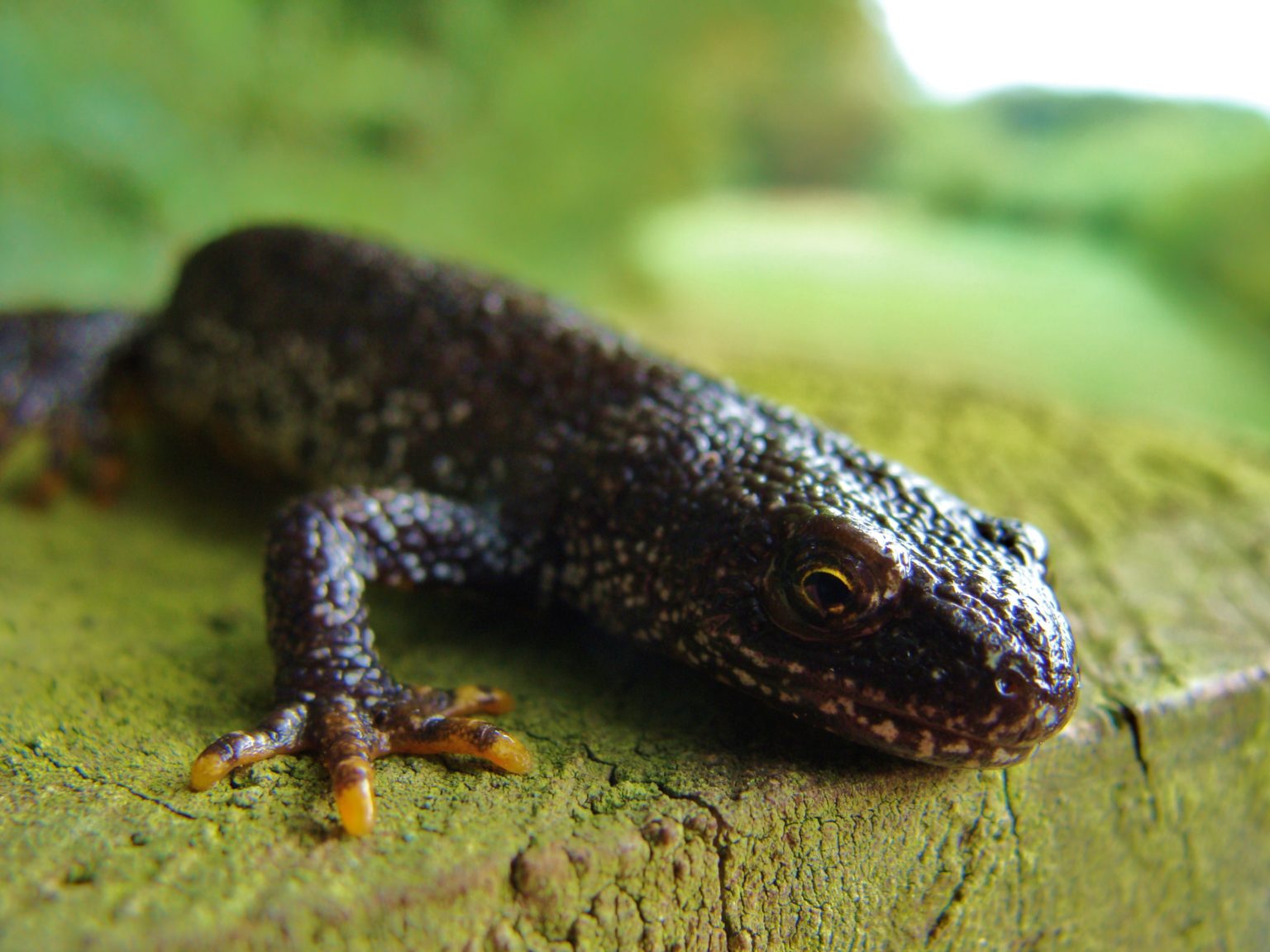Great Crested Newts- NE District Level Licensing Scheme - Tees Valley Wildlife Trust