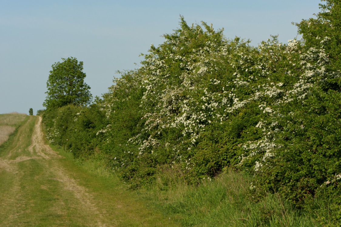 New vision to get farming transition back on track - Tees Valley ...