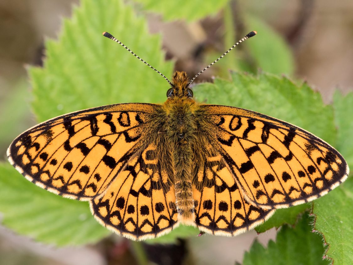Scrub Bashing for Butterflies - Tees Valley Wildlife Trust